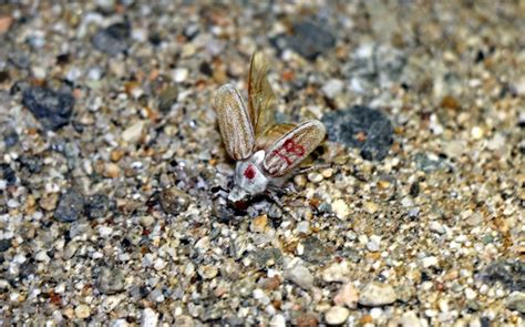 Once Marked The Beetle Is Released Back Into Its Habitat Free Photos On