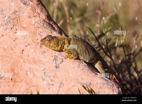 A Female Eastern Collared Lizard Crotaphytus Collaris Basking On A