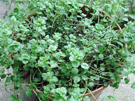 Summer Turnips And Sweet Carrots Gf Scd Gluten Free Scd And Veggie