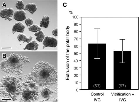 In Vitro Maturation Of Oocytes That Were Vitrified Warmed And