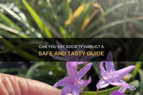 Can You Eat Society Garlic A Safe And Tasty Guide Shuncy