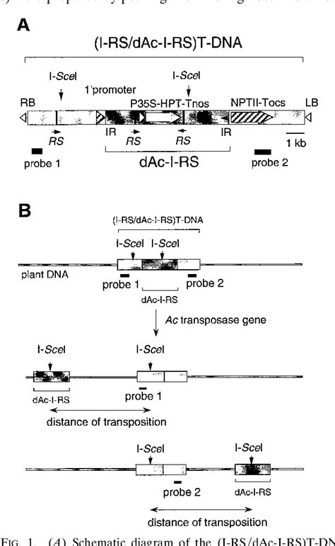 Figure 1 From Characterization Of The Transposition Pattern Of The Ac