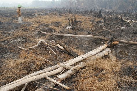 What Are Effects Of Forest Fires At Harvey Rosas Blog