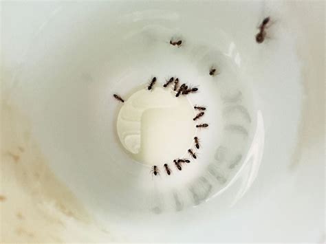 Sperma Dikerubungi Semut Apakah Berbahaya Hello Sehat
