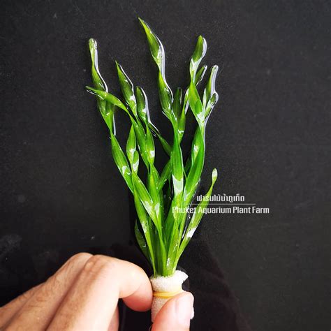 🌿 ฟาร์มไม้น้ำภูเก็ต จำหน่าย ต้นไม้น้ำ มอส และ ปุ๋ยไม้น้ำ Facebook