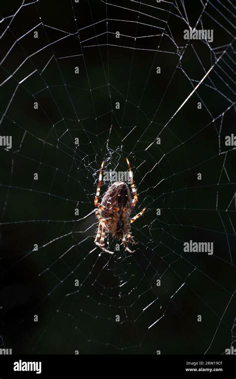Close Up Macro Shot Of A European Garden Spider Diadem Spider Cross