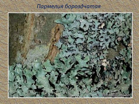 Сlimacium dendroides, Мох древовидный - презентация онлайн