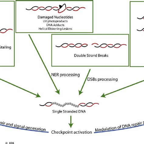 The Dna Damage Checkpoint Response Is Activated By Dna Repair