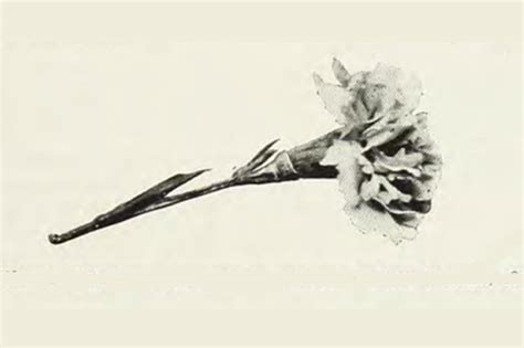 White Carnation Adopted As Fraternity Flower Phi Delta Theta Museum