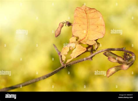 Giant Leaf Insect Phyllium Giganteum Mimicking Leaf Zuid Holland