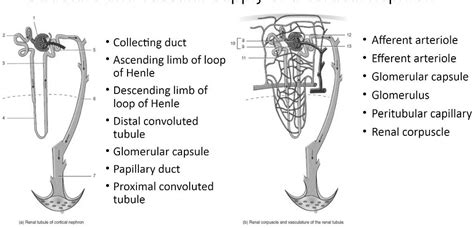 Solved Hello Please Help Collecting Duct Ascending Limb Of Loop Of Henle Afferent Arteriole