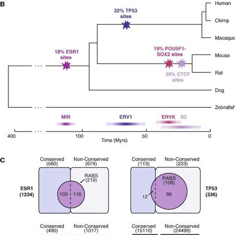 Limited Evolutionary Conservation Of Transcription Factor Binding Download Scientific Diagram