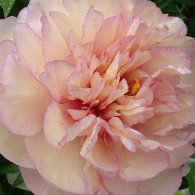 Paeonia Itoh Hybr Scrumdiddlyumptious Itoh Pion Höstleverans