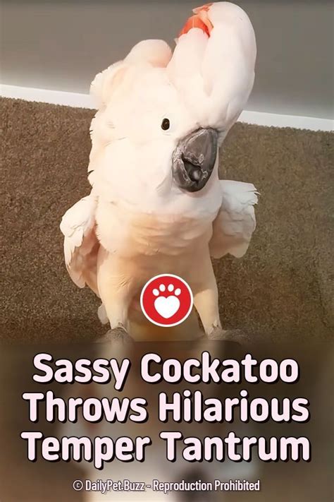 Sassy Cockatoo Throws Hilarious Temper Tantrum Temper Tantrums