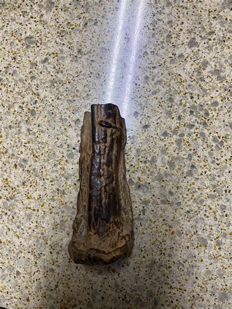 Is This A Fossilized Bone R Fossilid