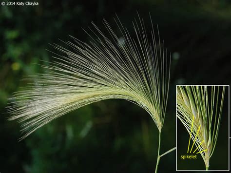 Hordeum Jubatum Foxtail Barley Minnesota Wildflowers