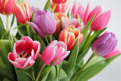 The Surprisingly Different Types Of Tulips Garden Lovers Club
