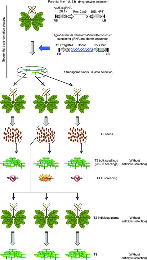 Outline Of The Sequential Transformation Strategy For Gene Targeting