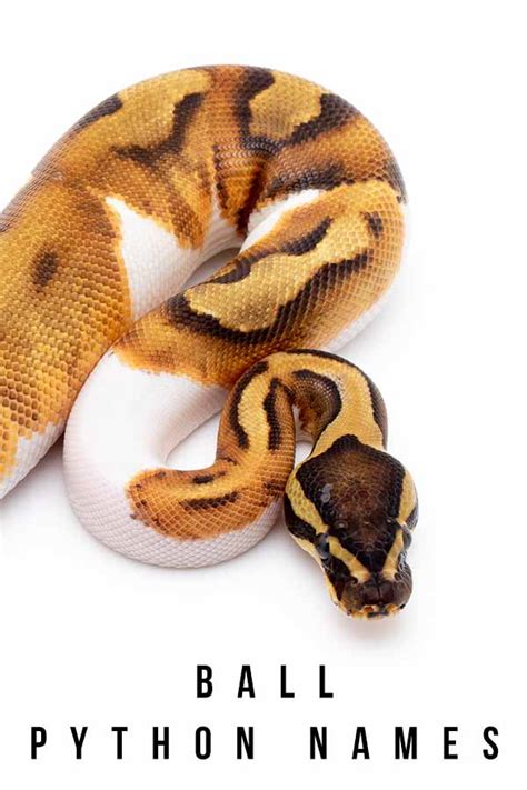 Ball Python Names Over 300 Funny Cool And Cute Ideas