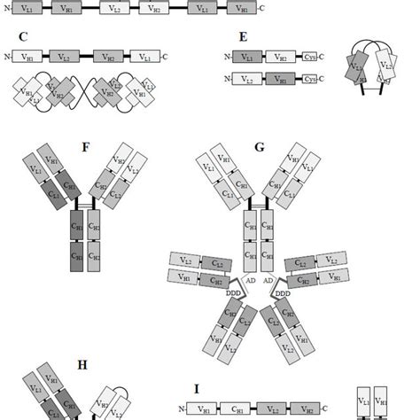 Schematic Representation Of Bispecific Antibody Formats A Bite