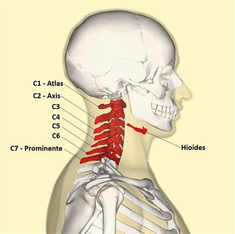 ¿cuántos Huesos Tenemos En El Cuello Saber Es Práctico Huesos De