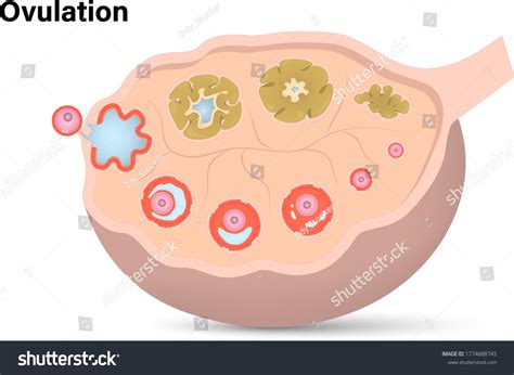 Ovulation Diagram Ovarian Cycle Anatomy Female Stock Vector Royalty