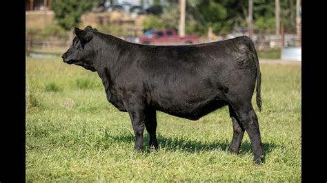 Lot 3 Sac Emblynette 2242 2022 Youtube