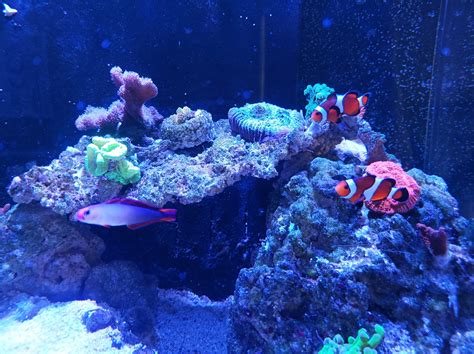 Acuario Mar Peces Foto Gratis En Pixabay Pixabay