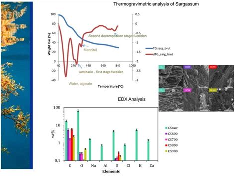 Sarra Gaspard Université Des Antilles Recycling Of Sargassum For Activated Carbon Production Ppt