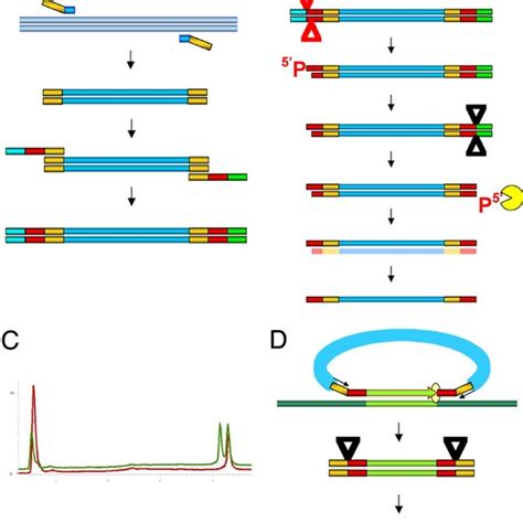 Construction Of Single Strand Probes A The Bacteriophage Lambda Dna Download Scientific