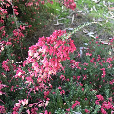 Grevillea Lanigera Coastal Gem 1 Gallon Plant Norries T And