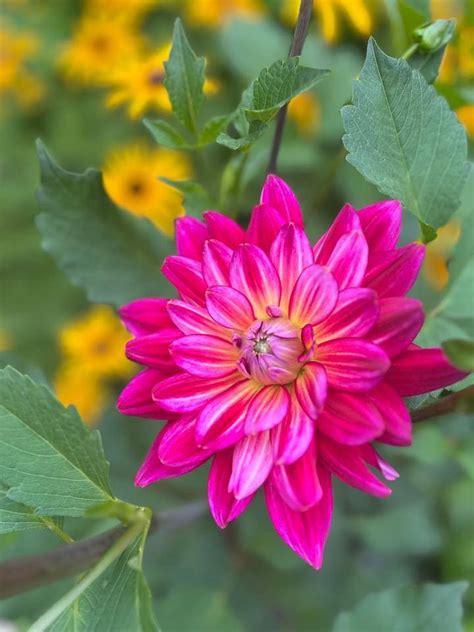 Sea Flowers 🌹Դասական և չհնացող պատվերների համար 📩 կամ 📲 37495164785 🚗առաքում 24 7 ծաղիկներ