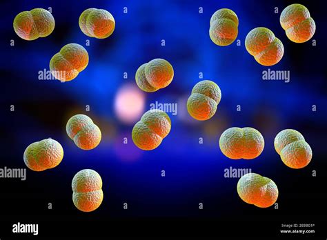 Microscope Close Up Of Meningitis Bacteria Also Known As Meningococcus