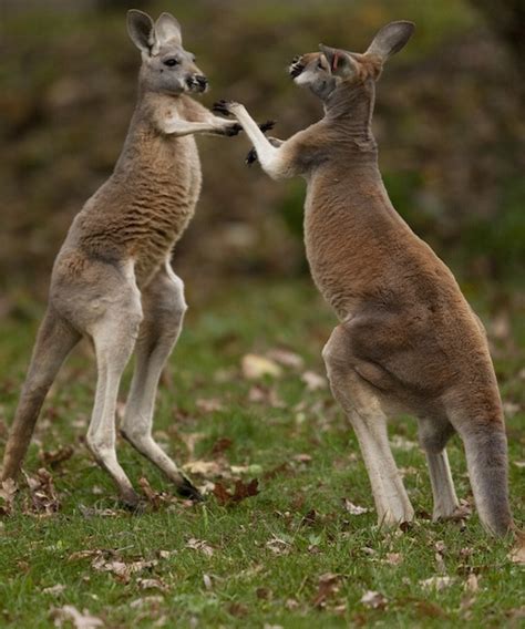 Kangaroos Facts And Pictures All Wildlife Photographs
