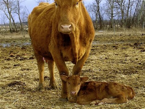 Six Ways To Keep Your Cattle Wormer Working Country Guide