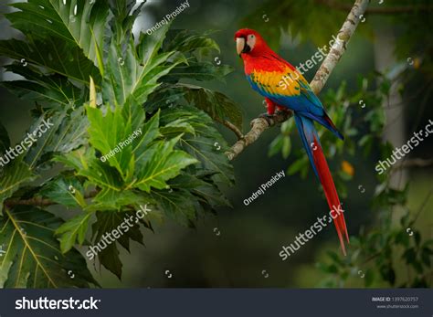 빨간 앵무새 스칼렛 마카우 아라 마카오 스톡 사진 1397620757 Shutterstock