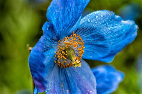Blue Poppy Flower Free Photo On Pixabay