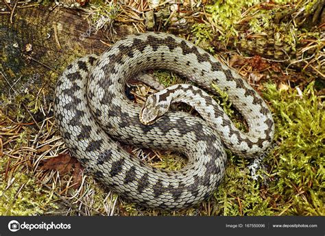 Adder