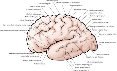 Intraparietal Sulcus Seeing Without A Scene Neurological Observations