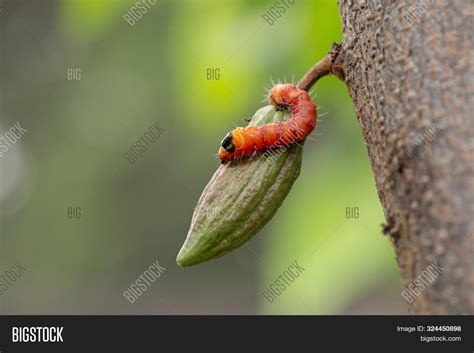 Cocoa Stem Borer Image And Photo Free Trial Bigstock