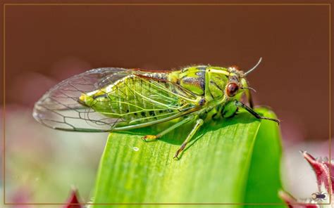 What Eats Cicadas Natural Predators Of Cicadas Insectic