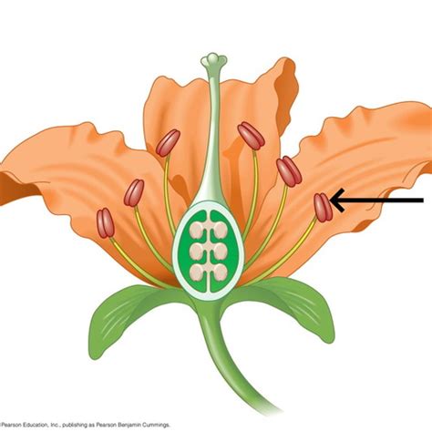Flower Diagram One Diagram Flashcards Quizlet