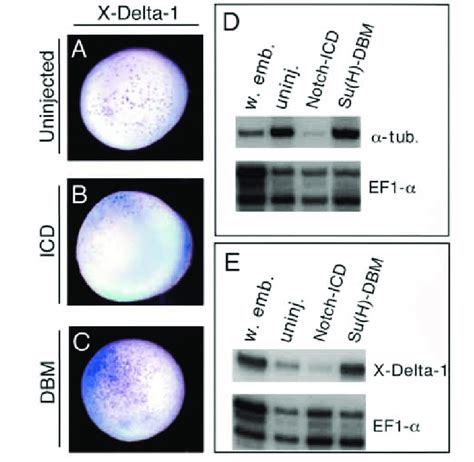 Lateral Inhibition In The Non Neural Ectoderm Feeds Back On X Delta 1 Download Scientific