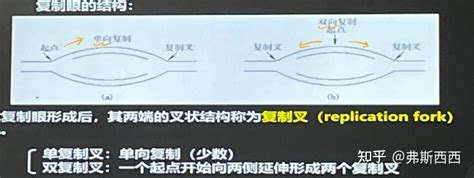 生化——dna的复制及损伤修复整理 知乎