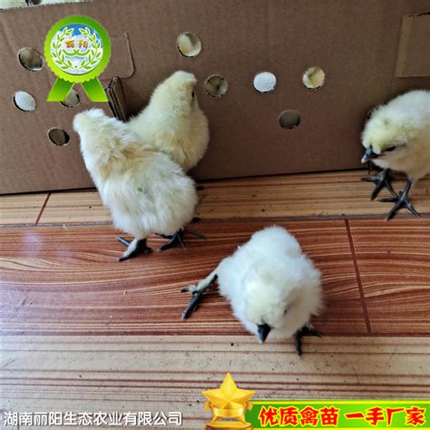 河南泰和乌鸡苗 白羽乌鸡苗免费提供养殖技术竹丝鸡苗湖南丽阳生态农业有限公司