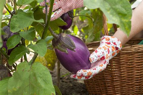How To Grow Eggplant In Containers Gardeners Path