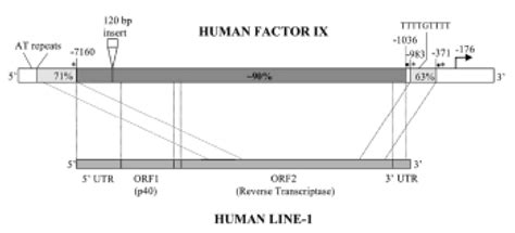 Organization Of The 5 Flanking Region Of The Hfix Gene Human L1