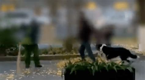 清洁工不小心将落叶扫到狗狗身上主人对其推搡打骂恶意踢散落叶 宠界新闻