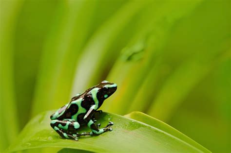 Green Black Poison Dart Frog Dendrobates Auratus Di Habitat Alam Katak