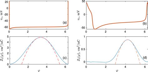 Membrane Potentials And Phase Response Curves For Wb And Ml Neurons